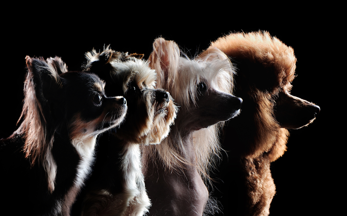 This Is the Least Popular Dog Breed in the U.S., Data Shows