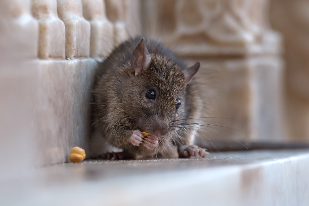 This U.S. City Has the Biggest Rat Problem, New Data Shows
