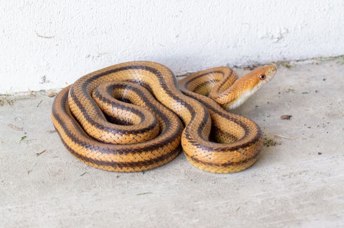 6 Reasons Snakes Come in Your House, Experts Say — Best Life