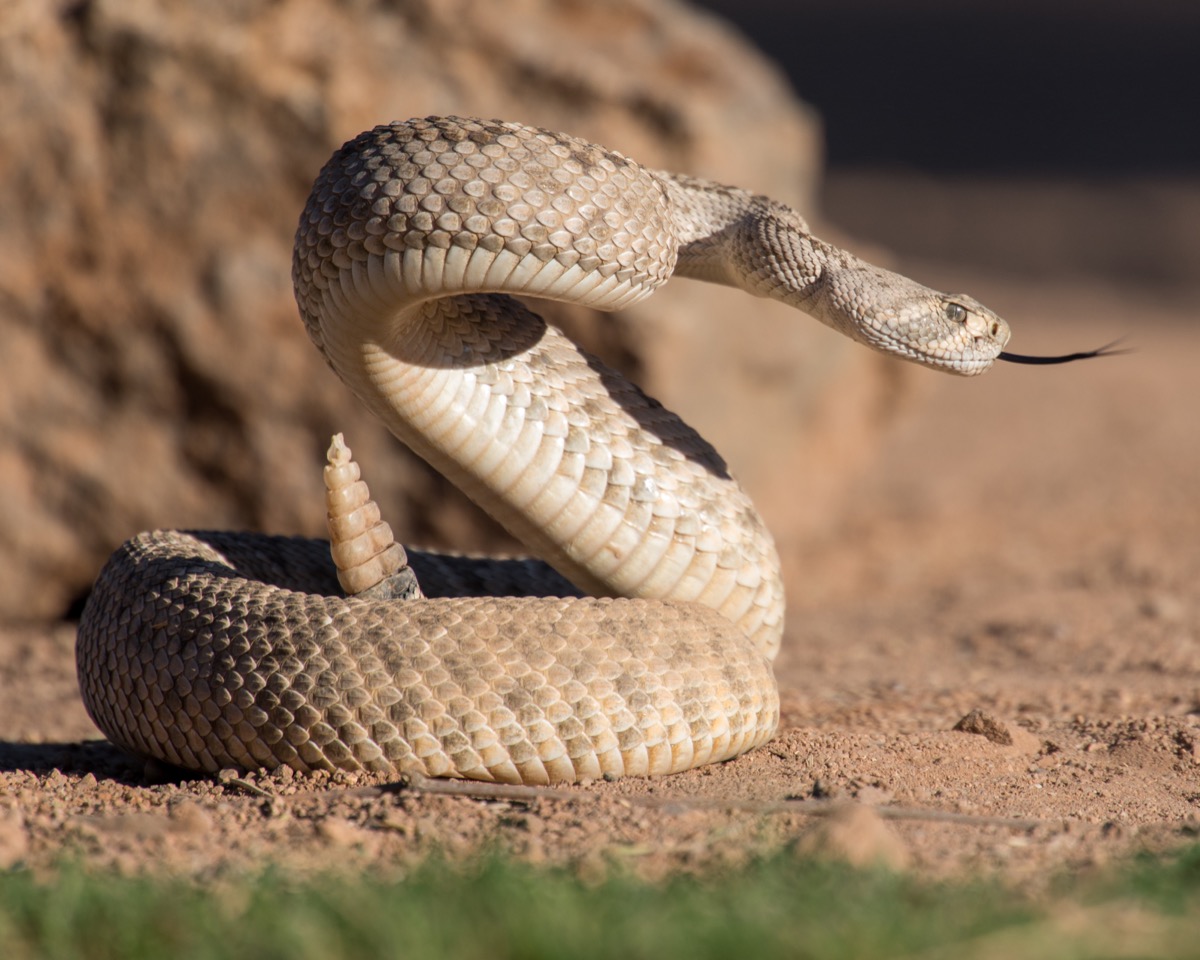 Watch Out for the Eastern Diamondback Rattlesnake in These States