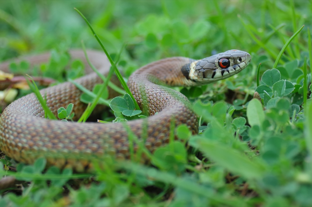 The No. 1 Sign There's a Snake in Your House, Experts Say — Best Life