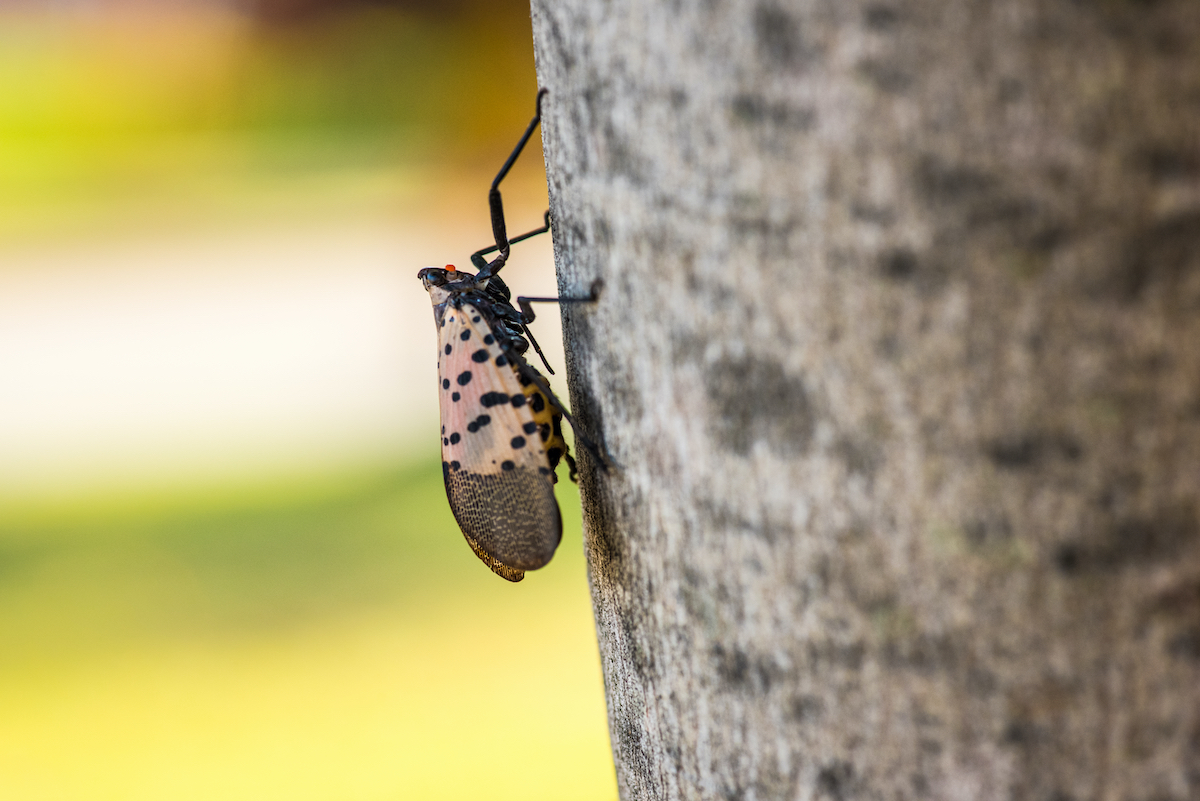 If You Live Here, Watch Out for Blister-Causing Bugs Falling from Trees