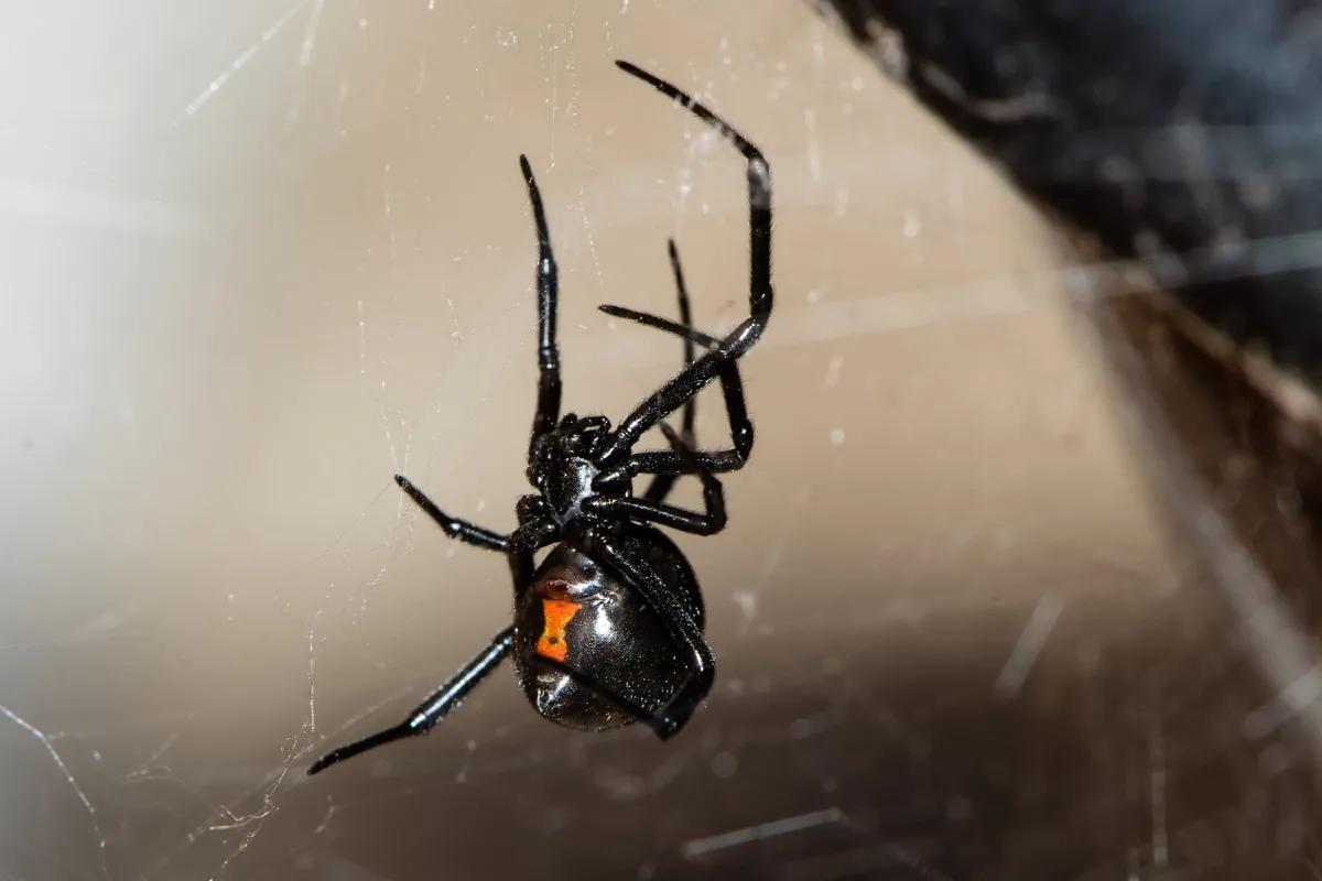 The No. 1 Sign You Have Black Widows in Your Home, Experts Warn