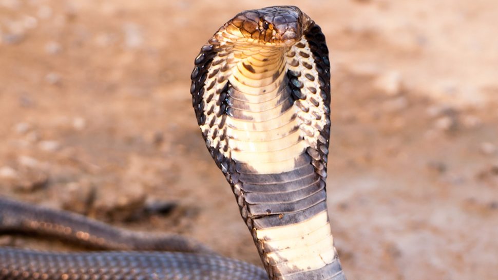 There's a Venomous Cobra Snake on the Loose in Texas, Police Warn