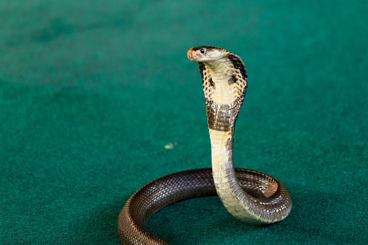 There's a Venomous Cobra Snake on the Loose in Texas, Police Warn