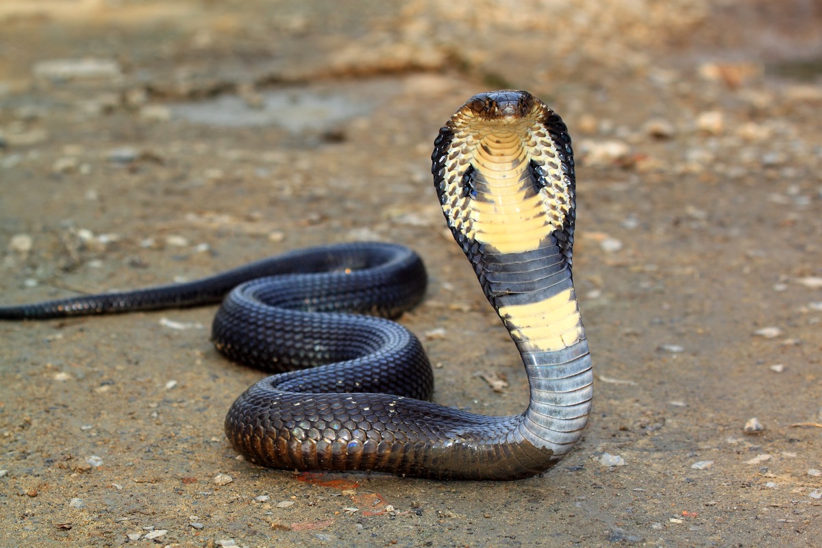 There's a Venomous Cobra Snake on the Loose in Texas, Police Warn