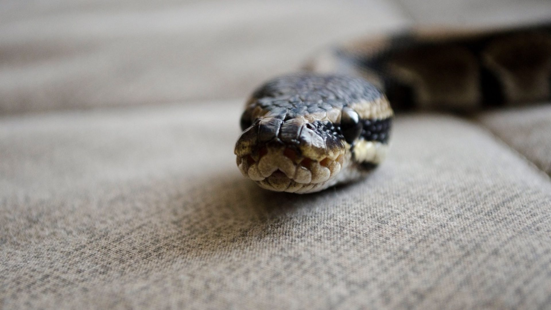 The No. 1 Sign There's a Snake in Your House, Experts Say — Best Life