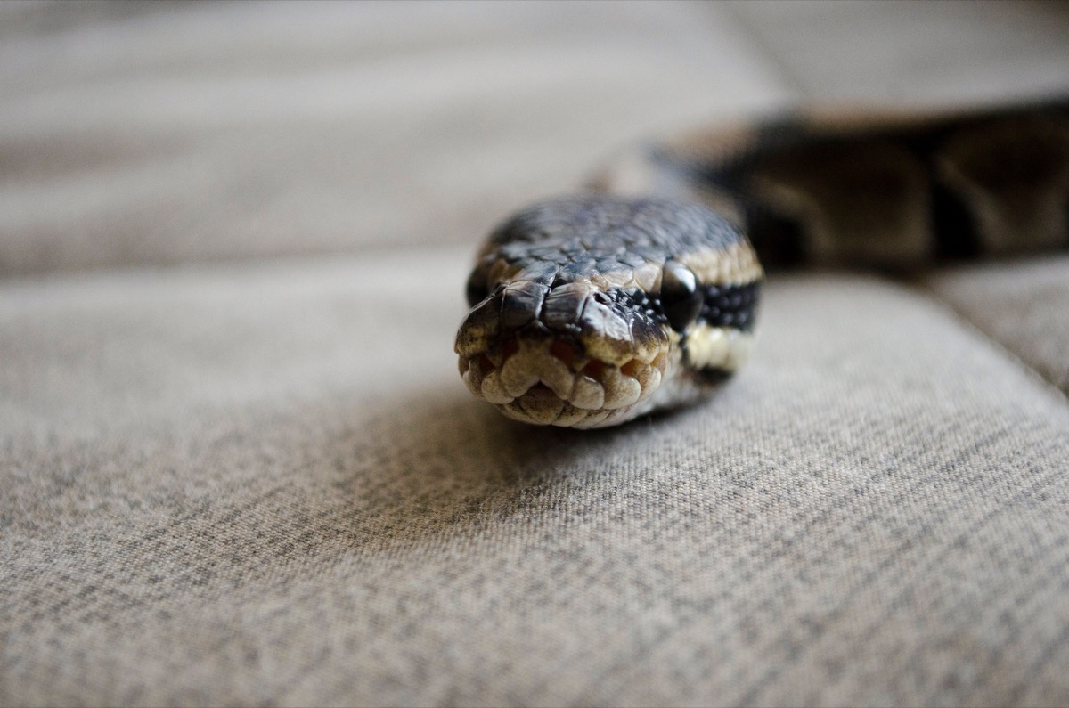 The No. 1 Sign There's a Snake in Your Laundry Room — Best Life
