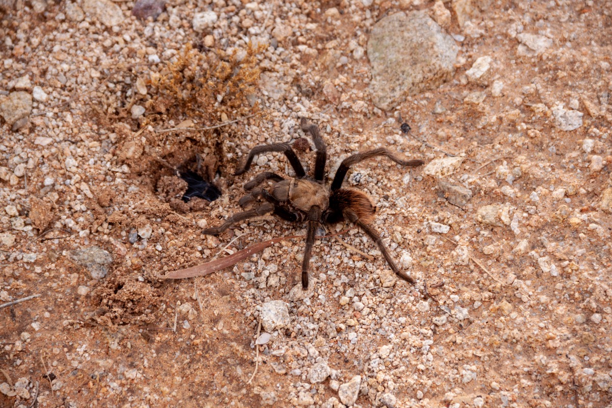 The No. 1 Sign There's a Tarantula in Your Home, Experts Warn