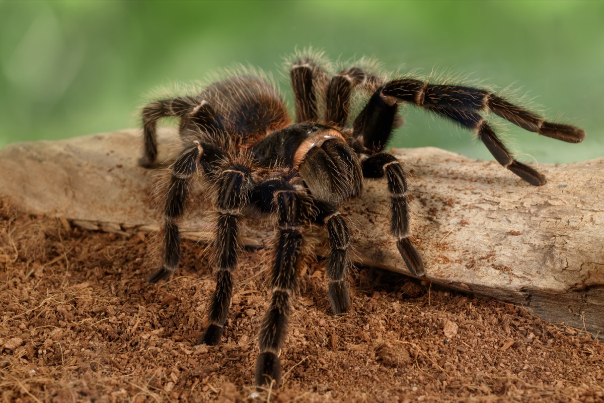 The No. 1 Sign There's a Tarantula in Your Home, Experts Warn