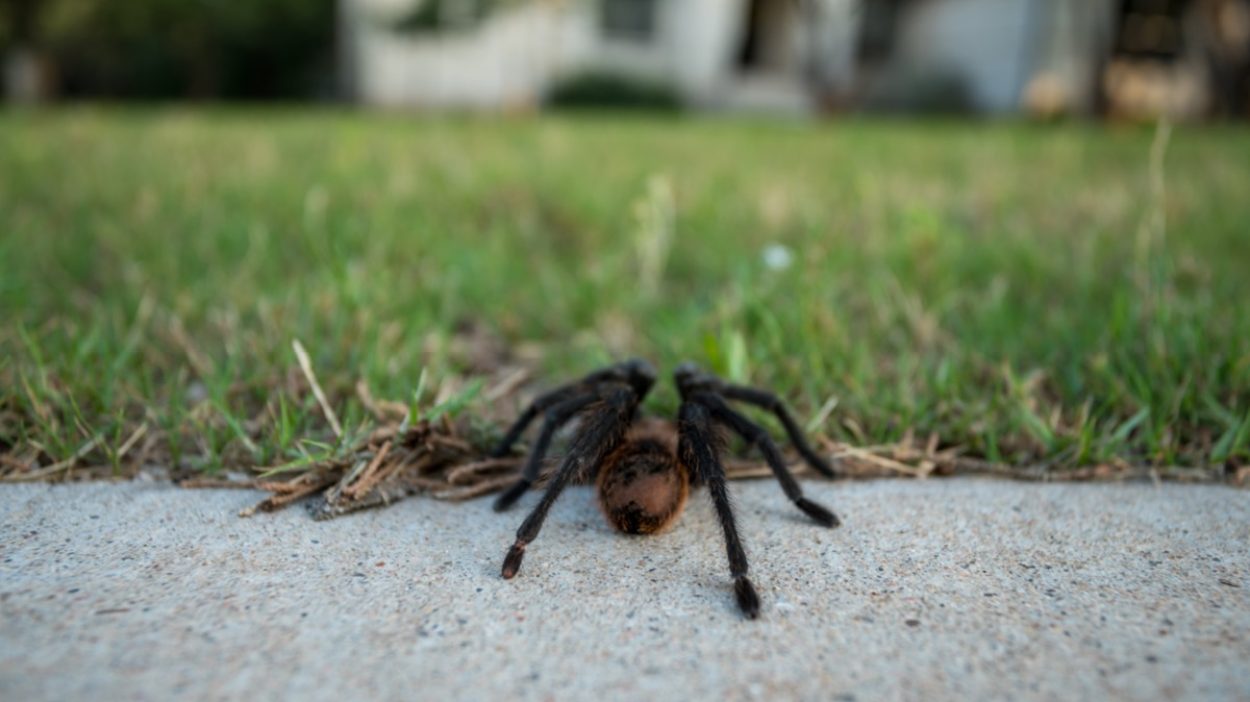 The No. 1 Sign There's a Tarantula in Your Home, Experts Warn