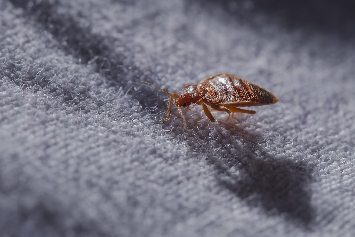 This Is the Most Hated Bug in the U.S., 2021 Research Shows — Best Life