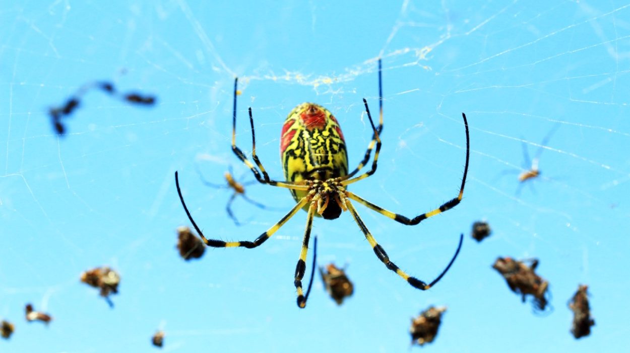 If You Live in Georgia, You'll See the Joro Spider in “Extreme Numbers”