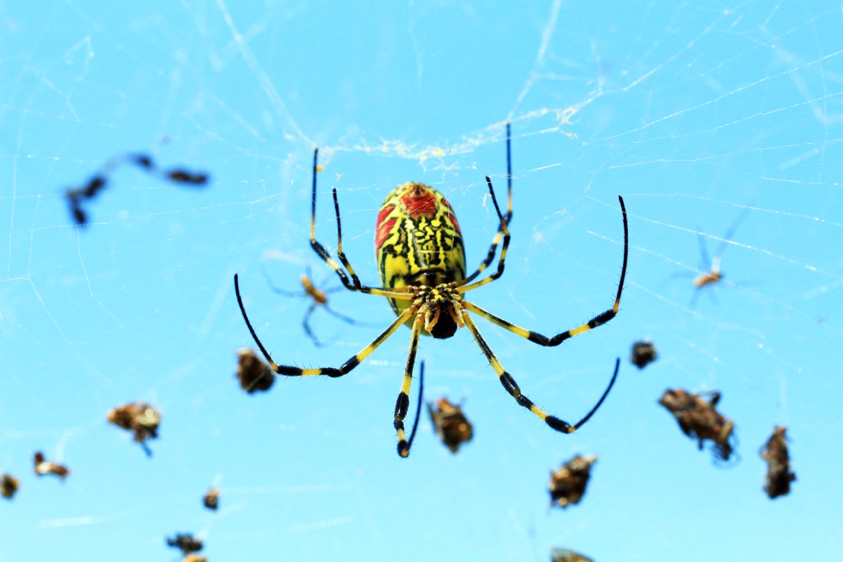 Watch Out for Joro Spiders Falling From the Sky on the East Coast