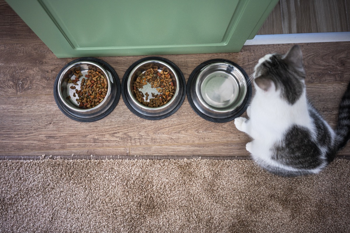 If You're Not Cleaning Up Pet Food, You’re Inviting Mice to Your Home