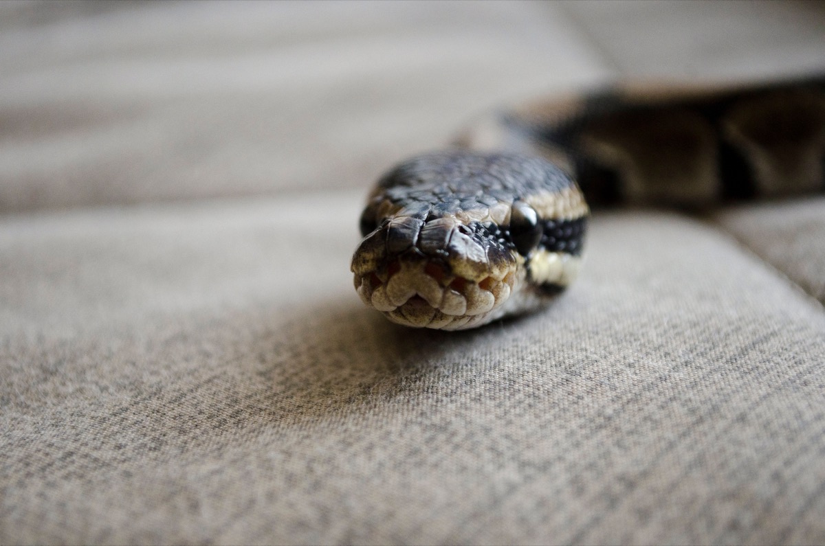 The No. 1 Place Snakes Love to Hide in Your Home — Best Life