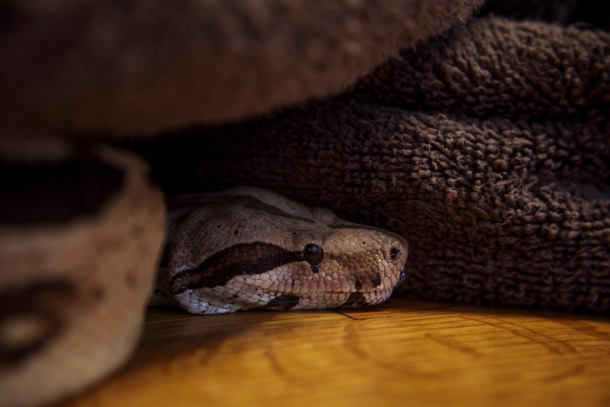 9 Things That Attract Snakes to Your Basement — Best Life