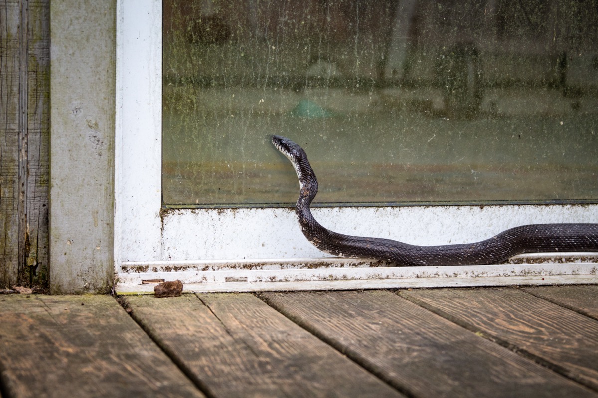 You're Attracting Snakes to Your Home If You Overdo This One Thing