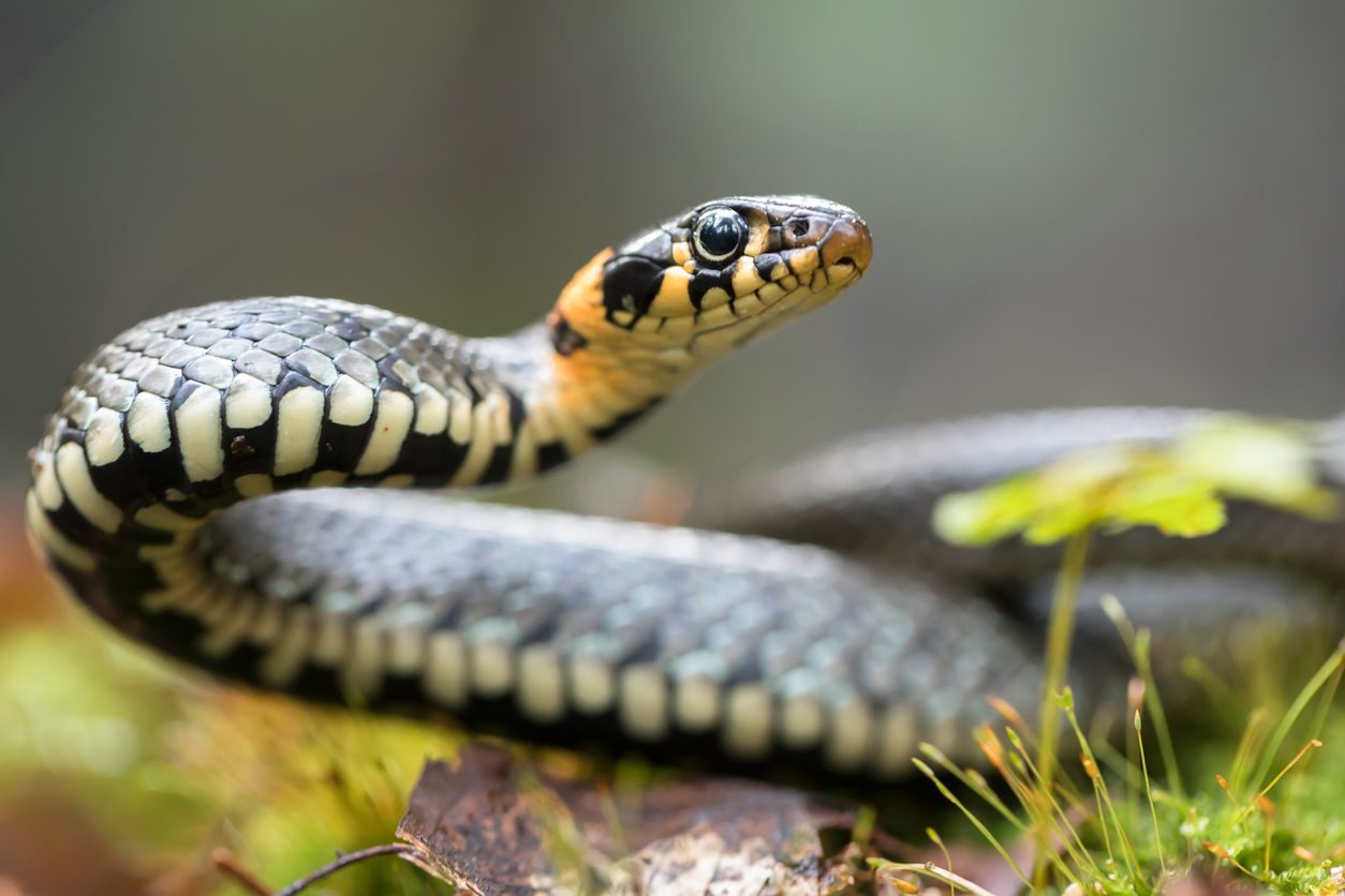The No. 1 Place Snakes Love to Hide Before They Strike — Best Life