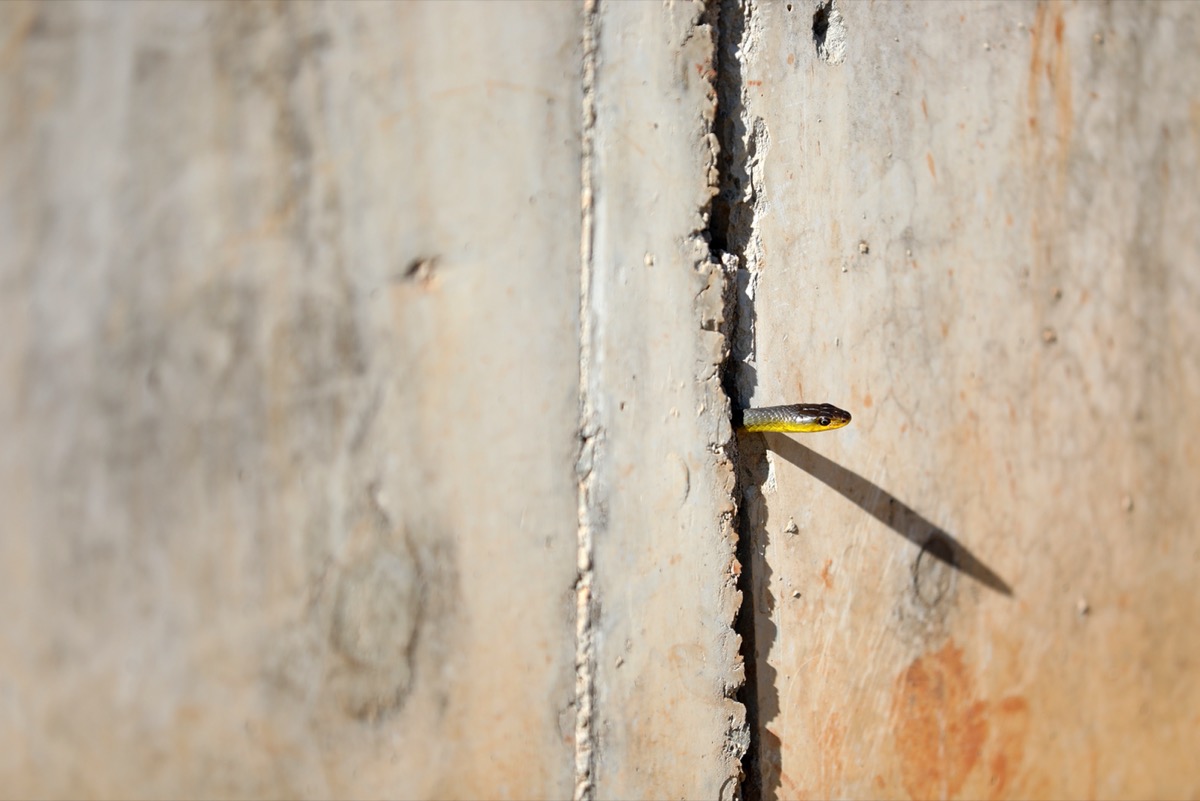 The No. 1 Sign There's a Snake in Your Basement — Best Life