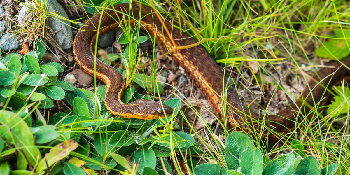 11 Cleaning Habits That Attract Snakes to Your Home — Best Life