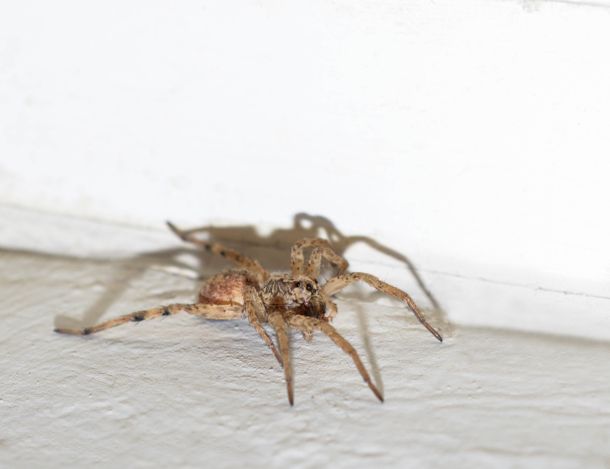 9 Cleaning Habits That Attract Spiders to Your Home — Best Life