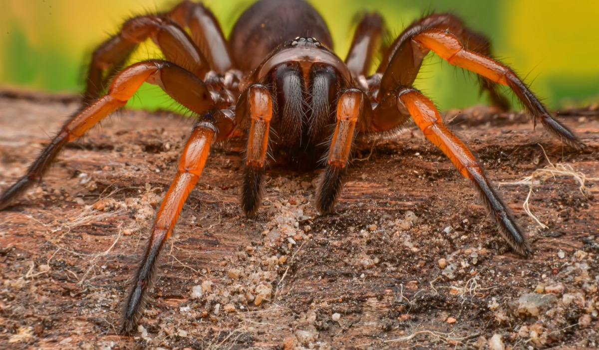 "Very Large" New Spider Species Discovered — Best Life
