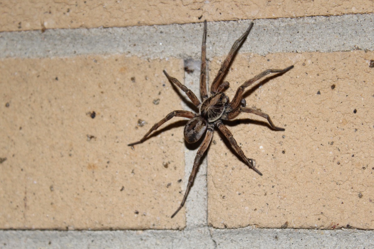 If You Hear This Sound, You Could Have a Wolf Spider in Your Yard