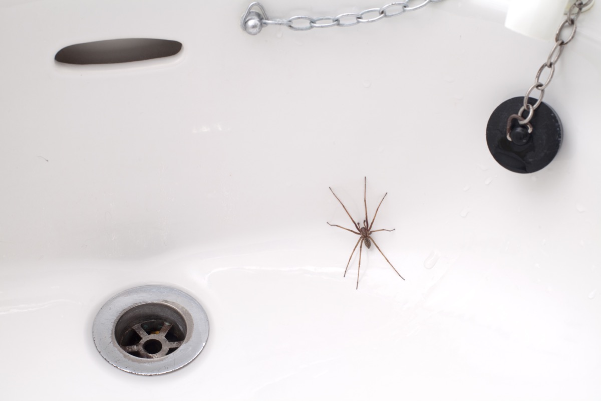 Leaving Wet Towels in Your Bathroom Is Attracting Spiders — Best Life