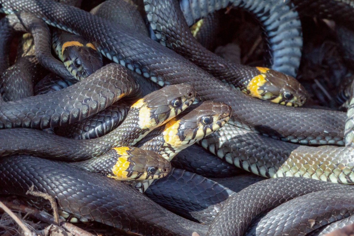 Growing This in Your Yard Is Inviting Snakes to Your Home — Best Life
