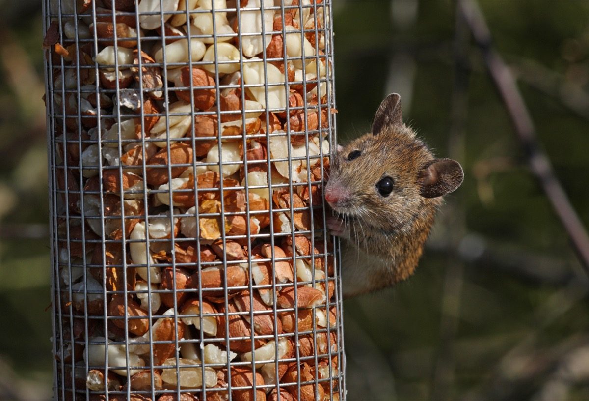 If You Have a Bird Feeder in Your Yard, You May Be Attracting Mice