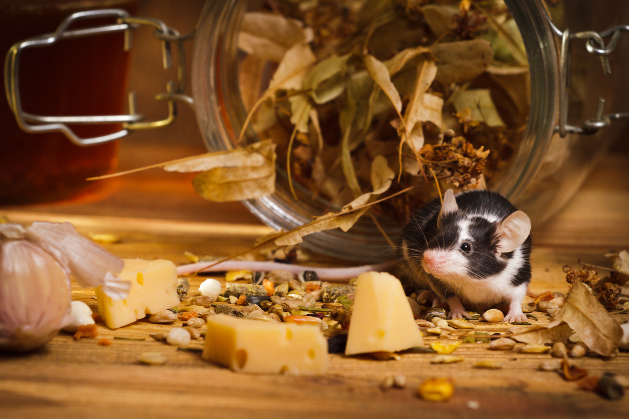 6 Things Attracting Mice Into Your Basement — Best Life