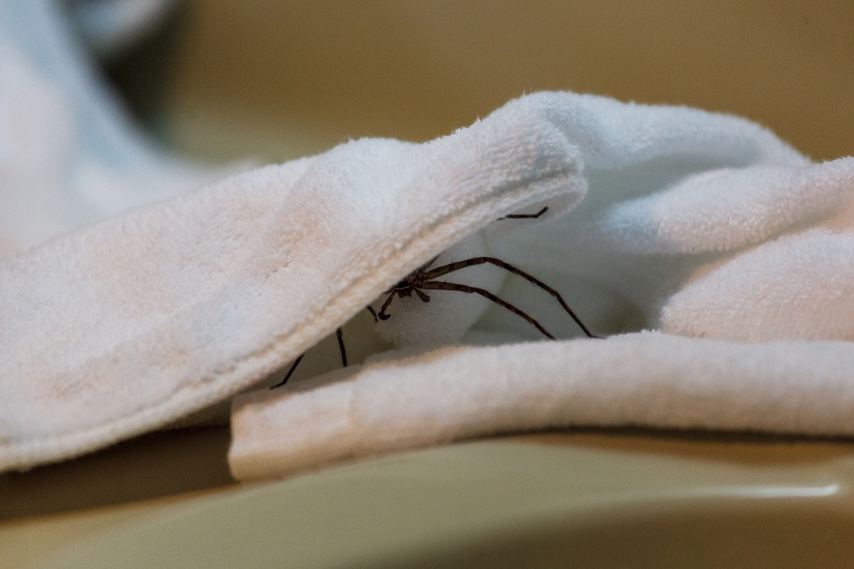 Leaving Wet Towels in Your Bathroom Is Attracting Spiders — Best Life