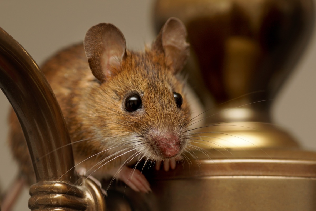 6 Places Mice Love to Hide in Your Basement — Best Life