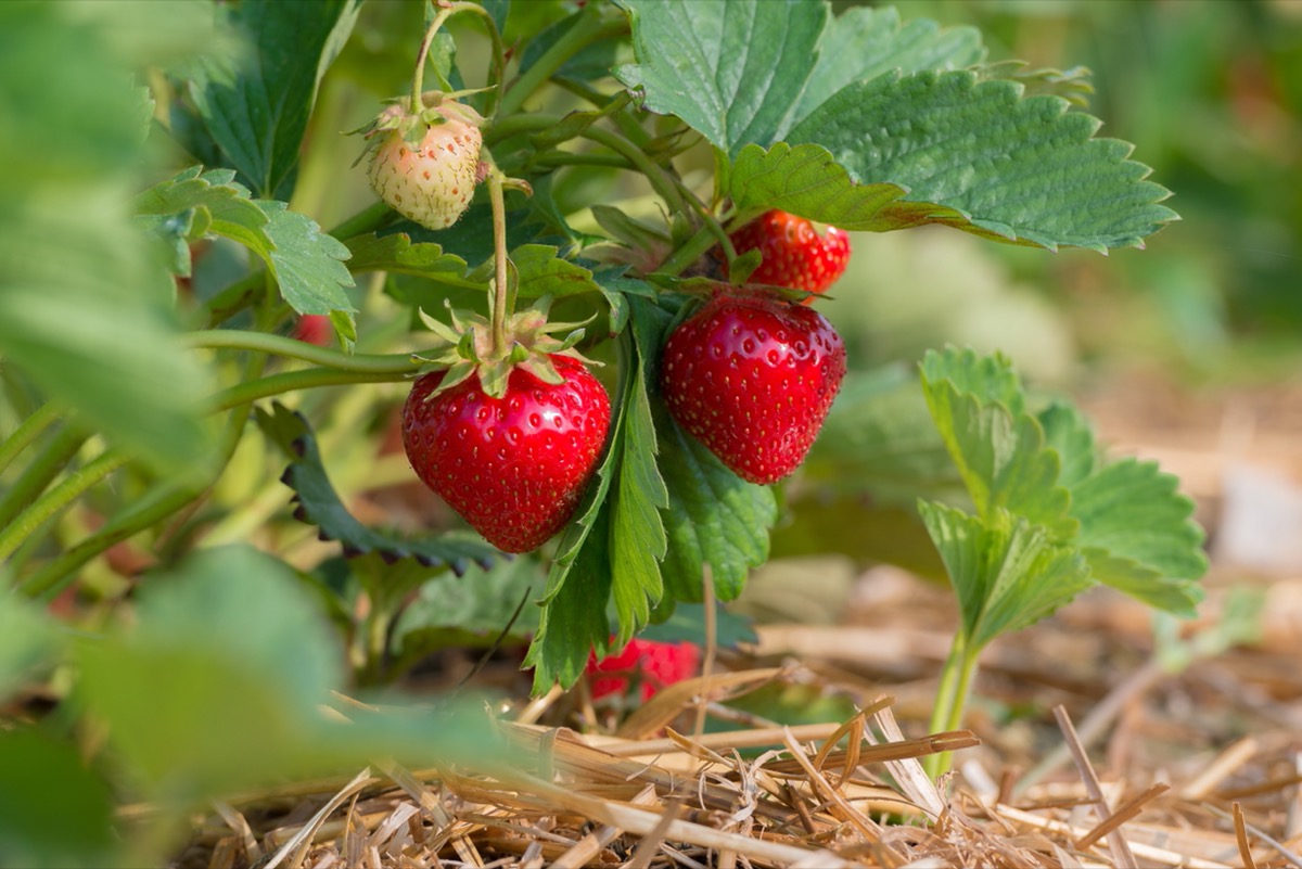 8 Plants That Attract Mice to Your Home — Best Life