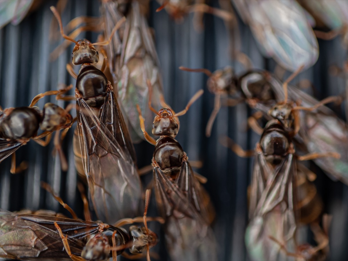 Winged Carpenter Ants Can Cause Major Home Damage — Best Life