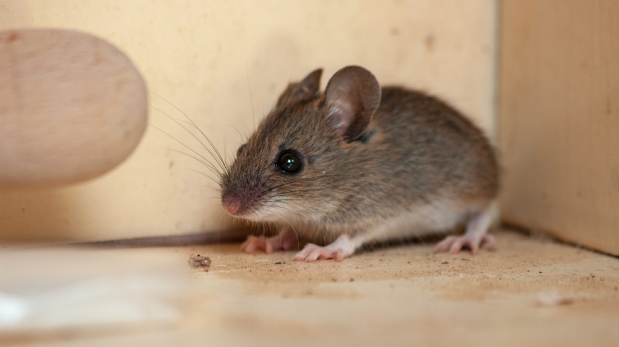 The No. 1 Sign There Are Mice in Your Home, Experts Say — Best Life