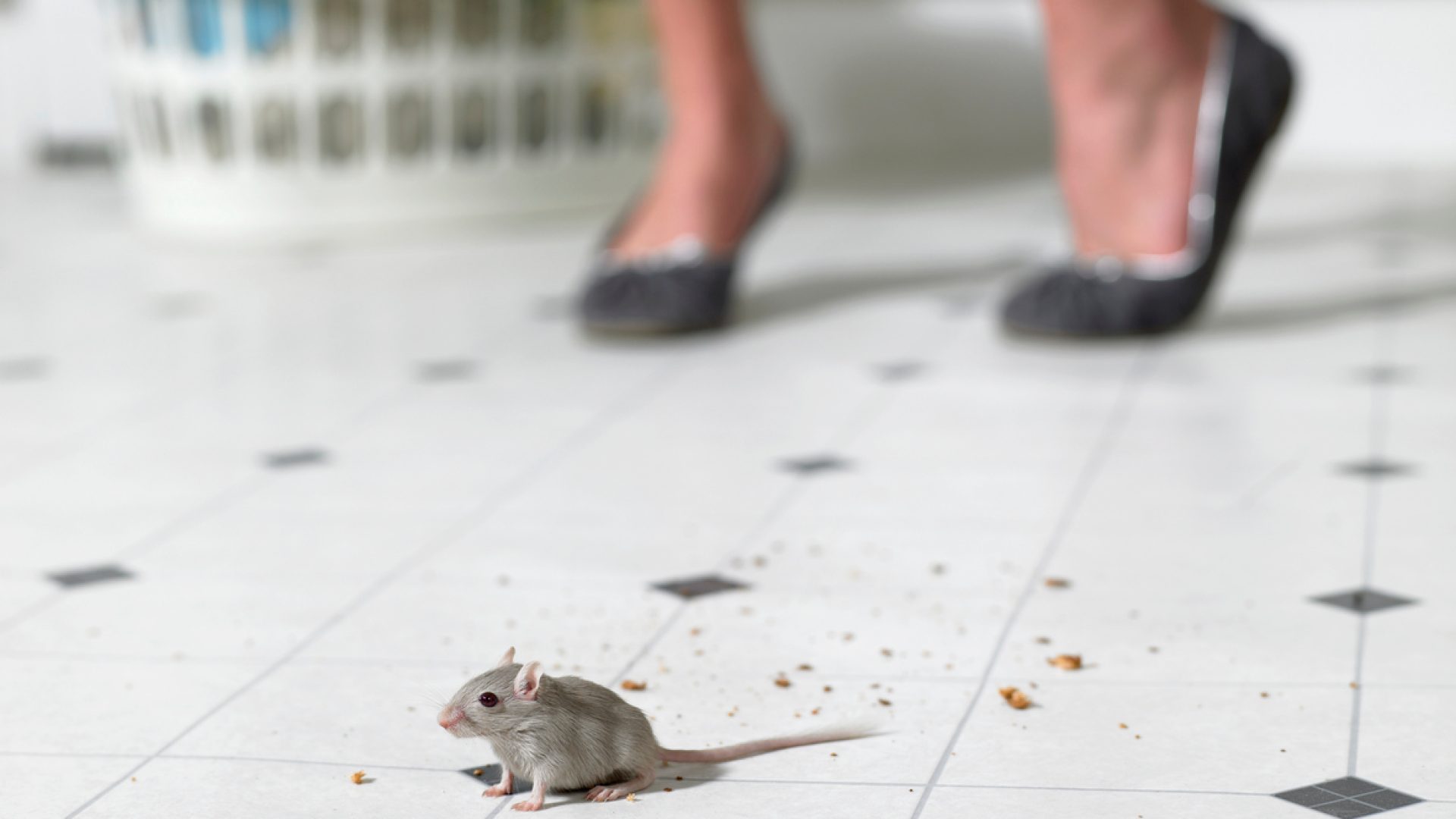 The No. 1 Sign There Are Mice in Your Kitchen, Experts Warn — Best Life