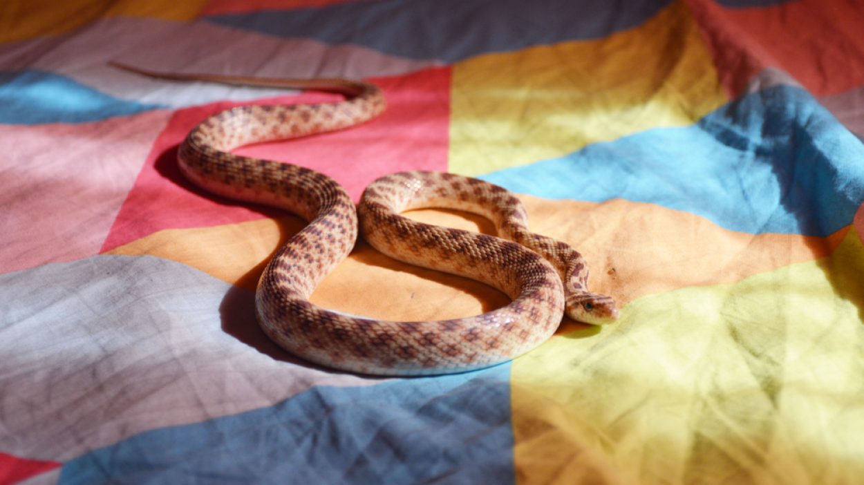 The No. 1 Sign There's a Snake Under Your Bed — Best Life
