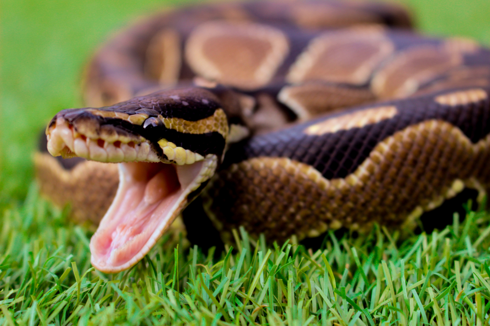 How a Snake Can Get Into Your Home Through Your Toilet — Best Life