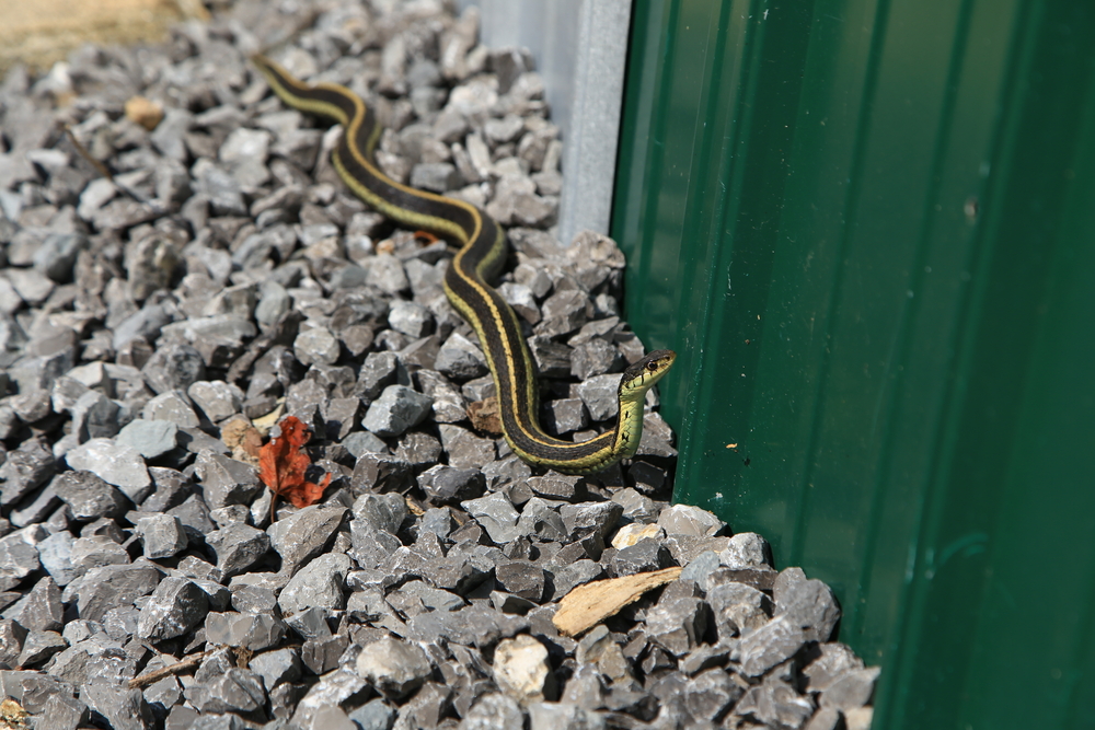 How a Snake Can Get Into Your Home Through Your Toilet — Best Life