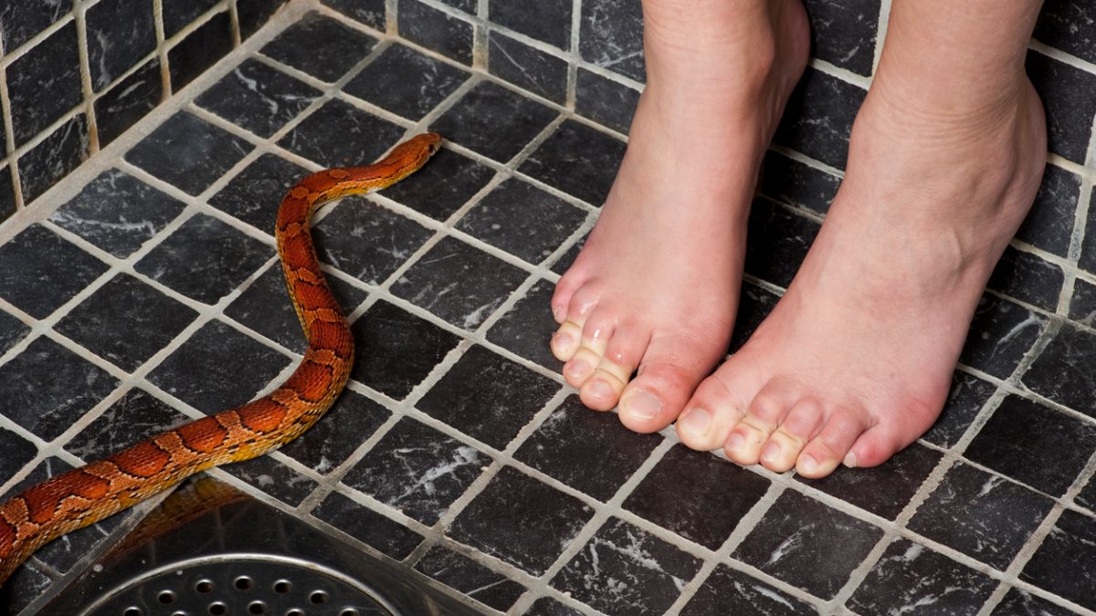 The No. 1 Sign There's a Snake in Your Bathroom — Best Life
