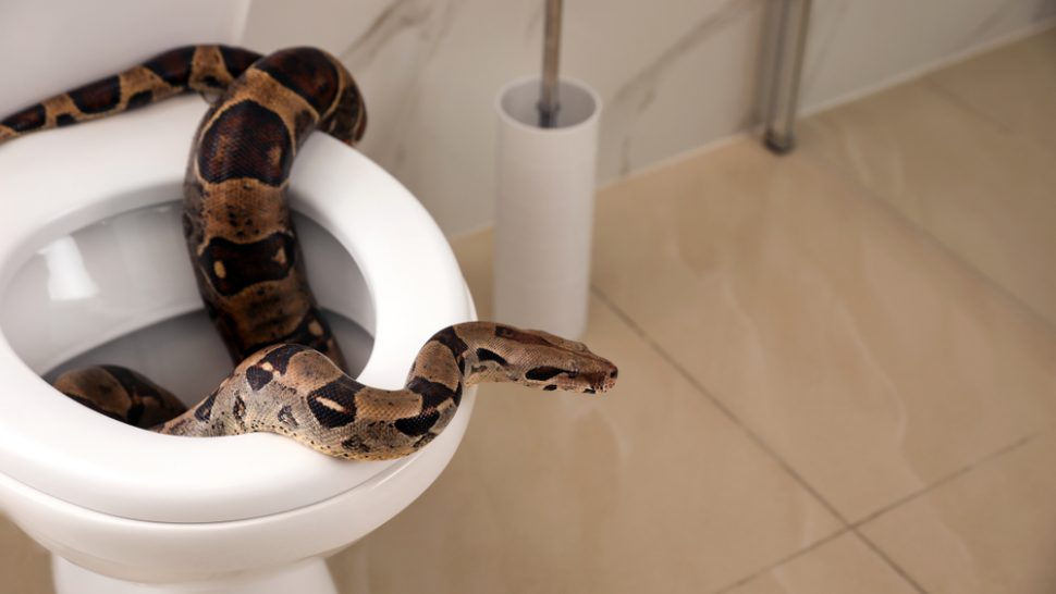 How a Snake Can Get Into Your Home Through Your Toilet — Best Life
