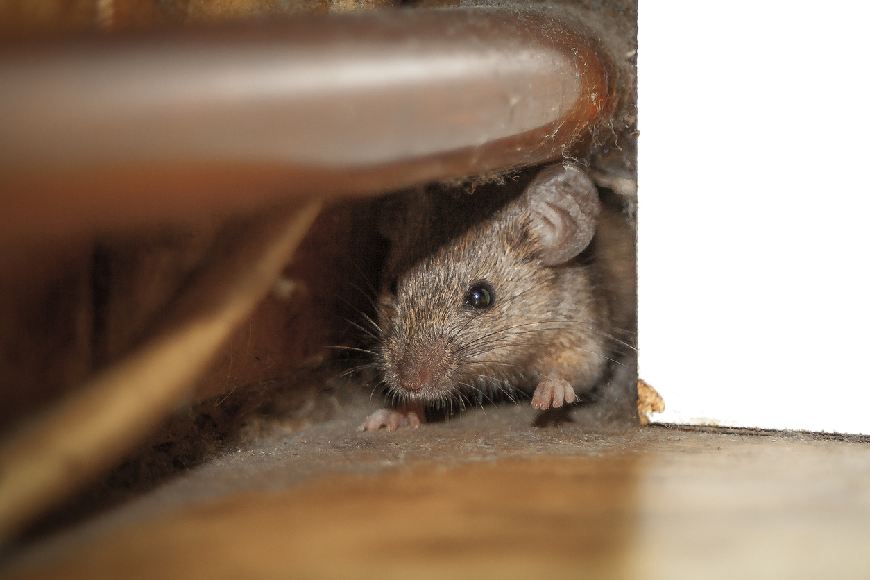 5 Smells That Mean Mice Have Invaded Your Home — Best Life