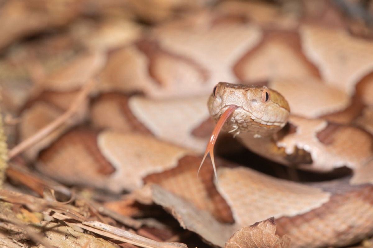 The No. 1 Place Snakes Love to Hide Before They Strike — Best Life