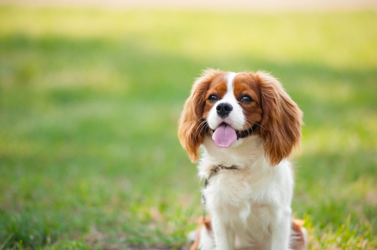 Over 65? These Are the 6 Most Low-Maintenance Dog Breeds — Best Life