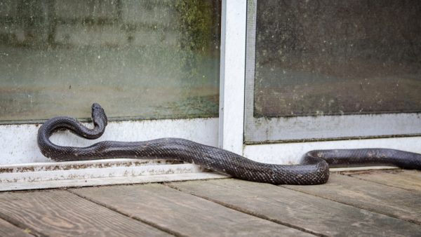 A Snake Bit a Kentucky Woman in the Face After She Did This — Best Life
