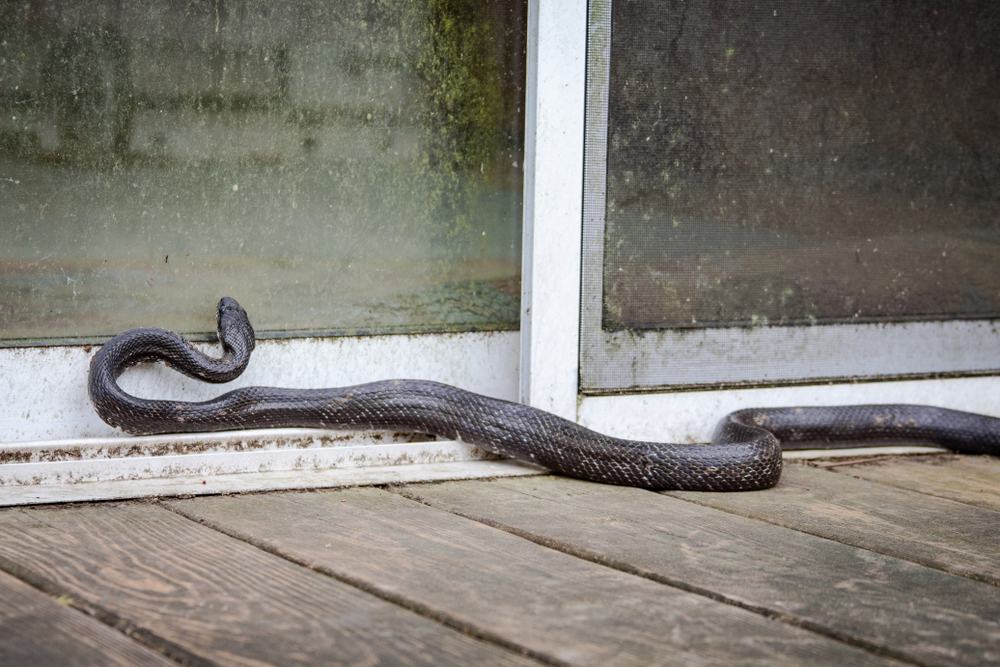 8 Surprising Places You're Letting Snakes Into Your Home