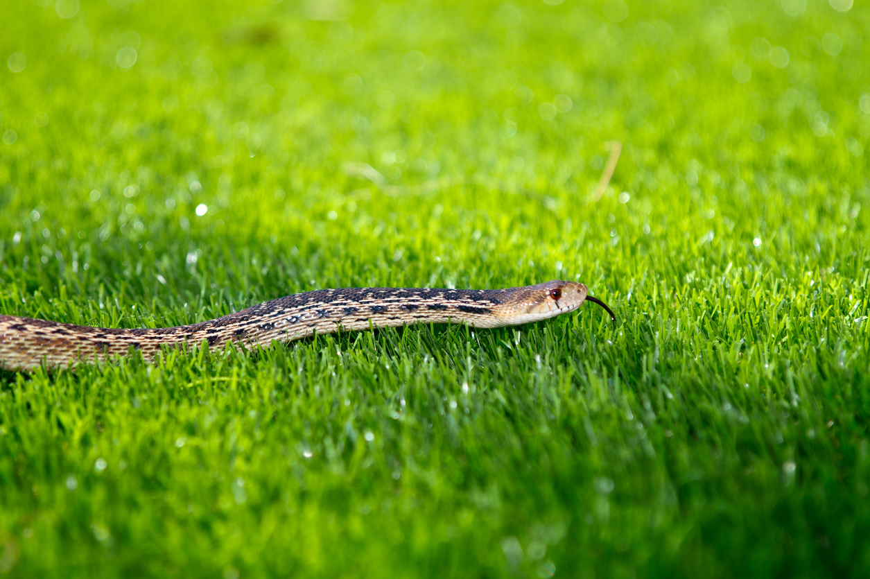 5 Ways Snakes Are Destroying Your Backyard — Best Life