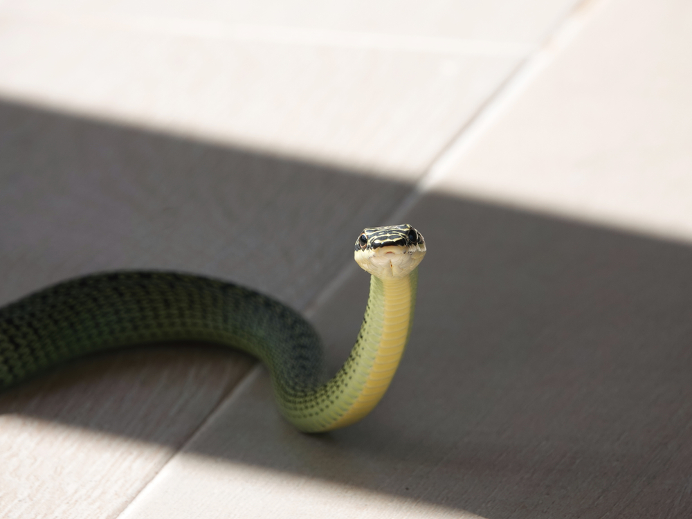 The No. 1 Mistake to Make When a Snake Is in Your Home — Best Life